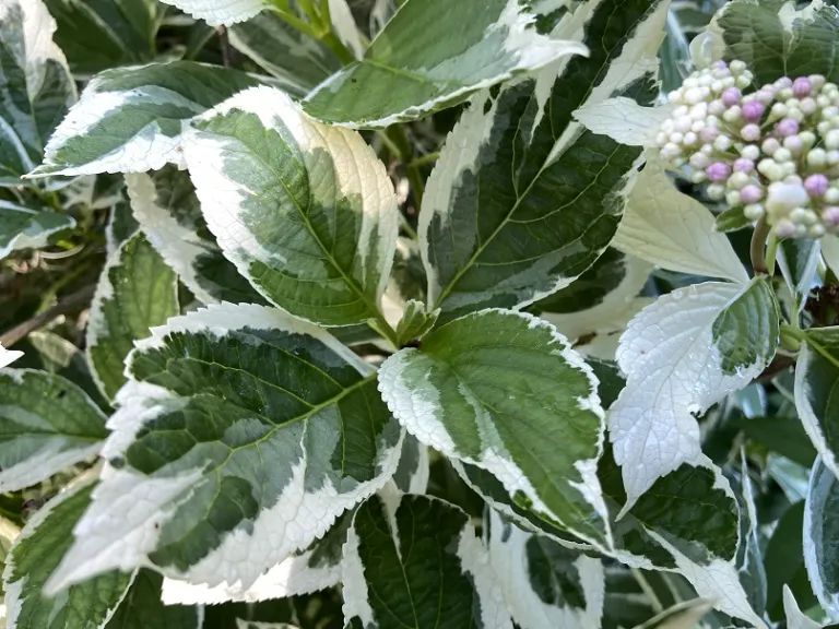 Hydrangea macrophylla 'Mariesii Variegata' | Brookgreen